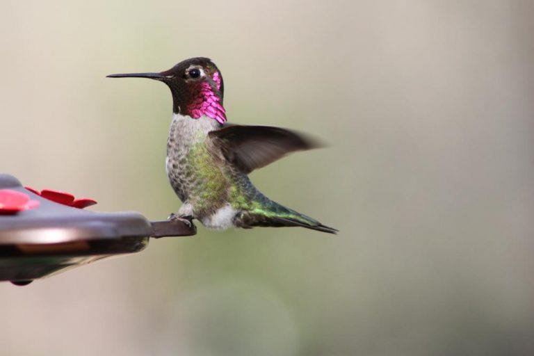 Colibri d'Anna - Oiseaux Exotiques 🐔