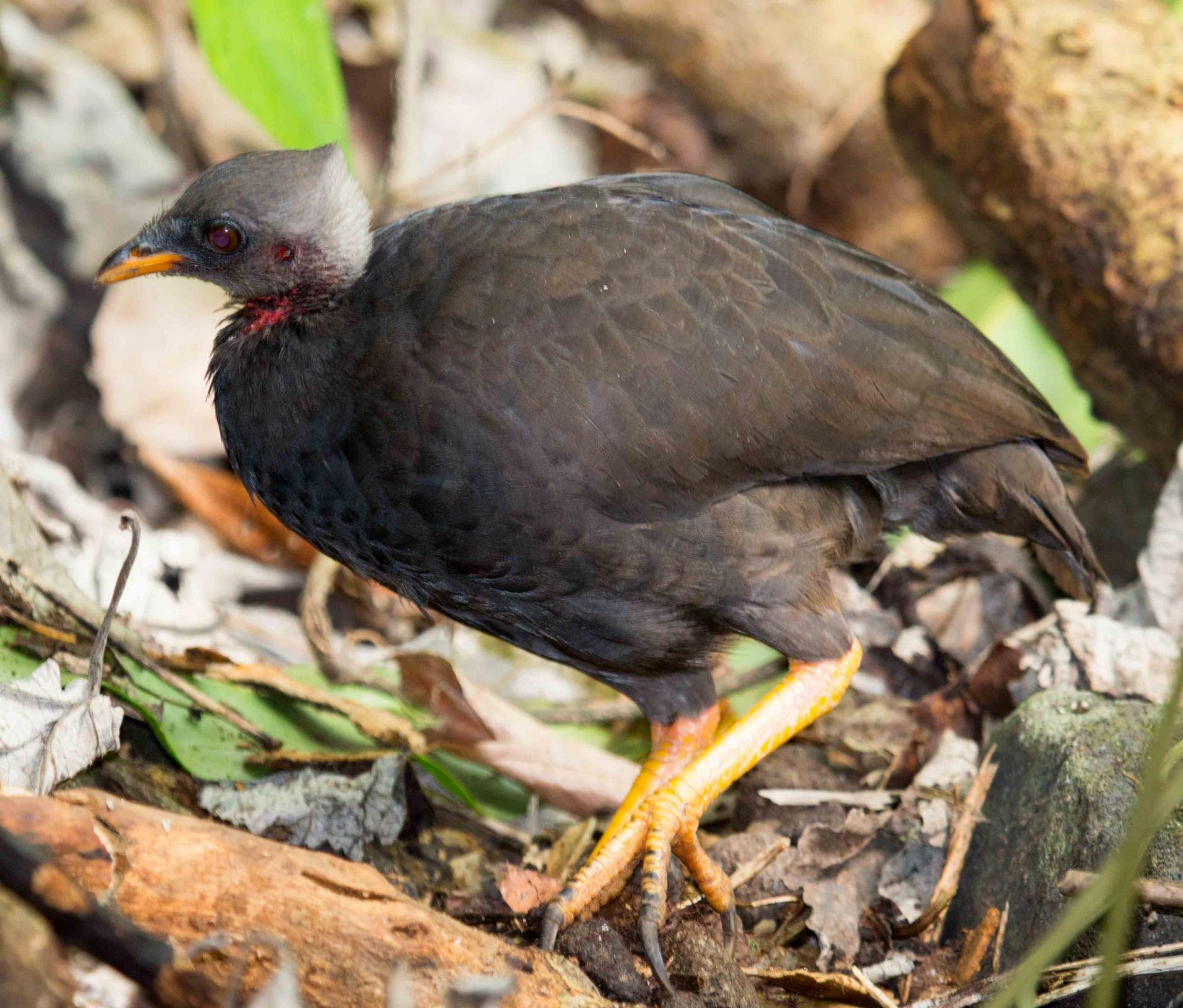 Mégapode de La Pérouse - Oiseaux Exotiques 🐔