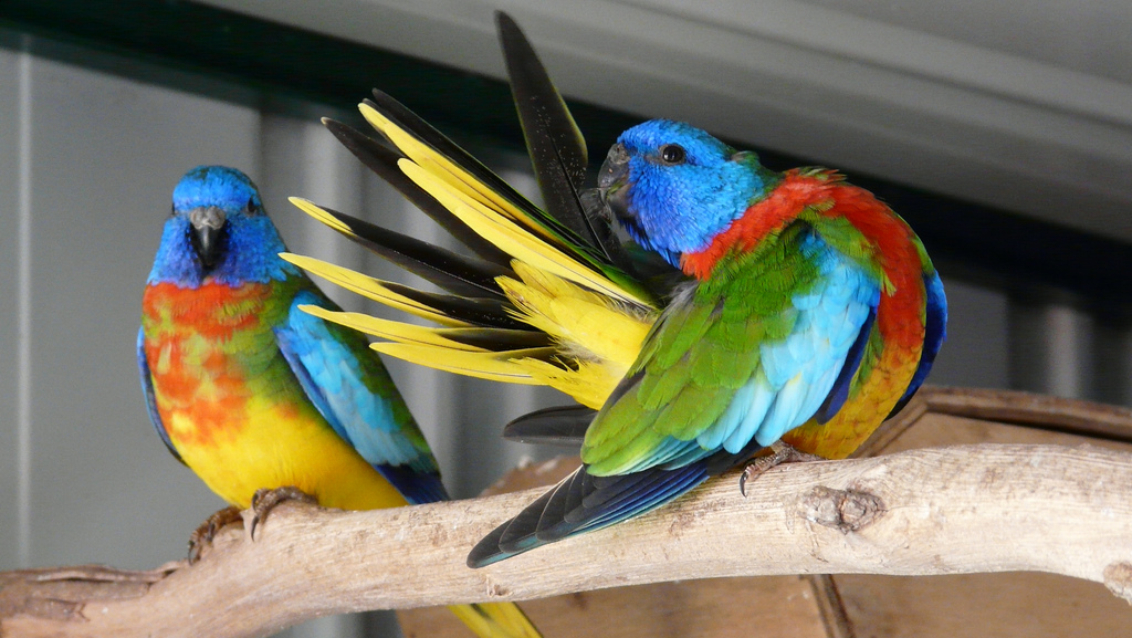 Perruche à poitrine écarlate - Oiseaux Exotiques 🐔