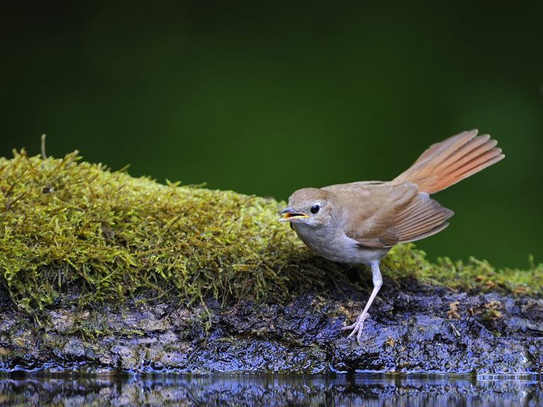 Rossignol Un oiseau connu de peu! 🐦 - Oiseaux Exotiques 🔥
