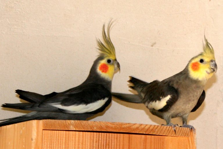 Calopsitte élégante - Oiseaux Exotiques 🐔