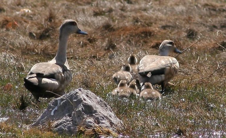 Canard huppé: découvrez le roi des oiseaux! 🐦 【Oiseaux exotiques】 🔥