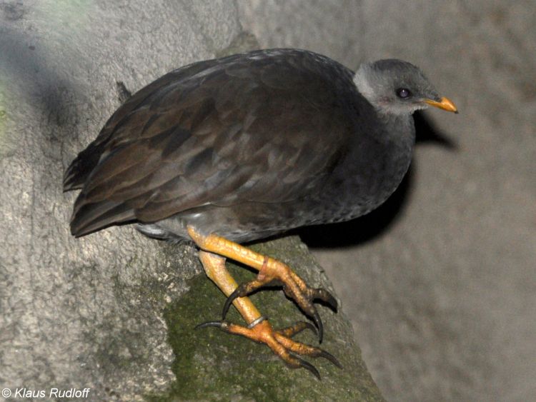 Mégapode de Pritchard - Oiseaux Exotiques 🐔