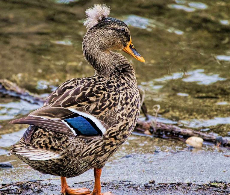 Canard huppé: découvrez le roi des oiseaux! 🐦 【Oiseaux exotiques】 🔥