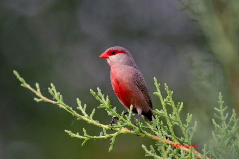 Astrild ondulé - Oiseaux Exotiques 🐔