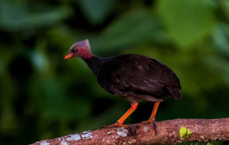 Mégapode de La Pérouse - Oiseaux Exotiques 🐔