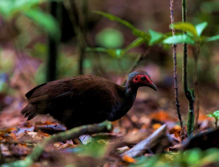 Mégapode des Nicobar - Oiseaux Exotiques 🐔